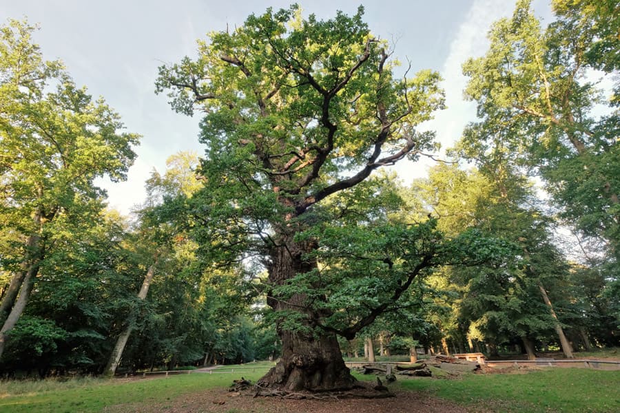 Nationales Naturmonument Ivenacker Eichen