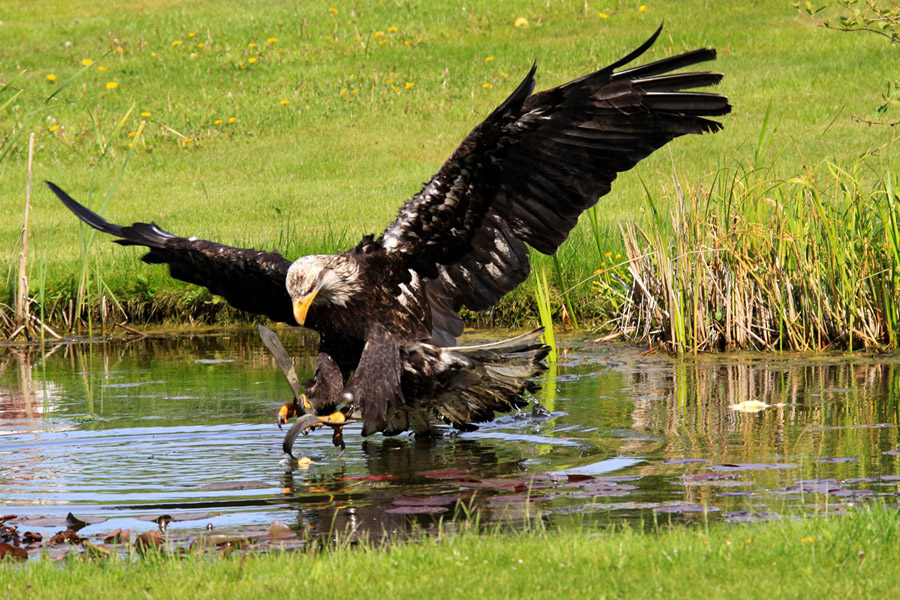 Vogelpark Marlow