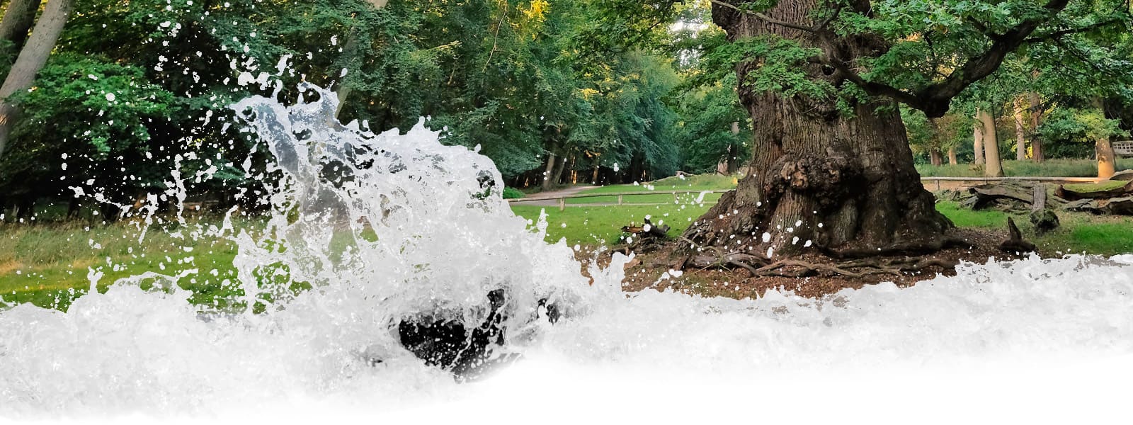 Nationales Naturmonument Ivenacker Eichen